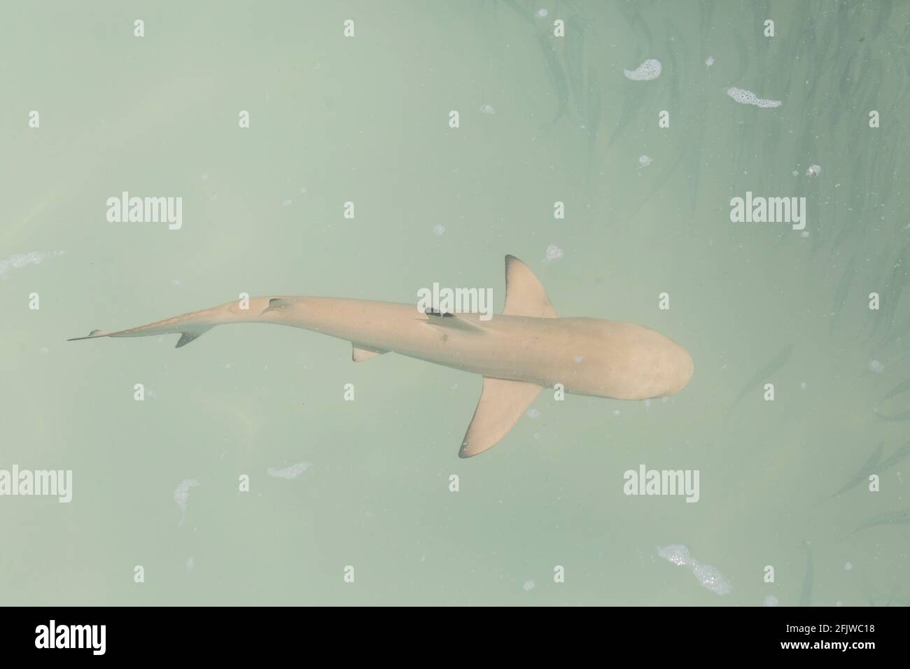 A blacktip reef shark (Carcharhinus melanopterus) in the Indian Ocean ...