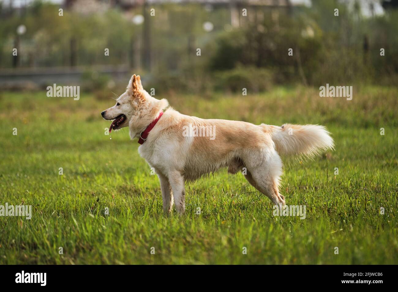 White mongrel dog walks in the park. Half breed white Swiss shepherd ...