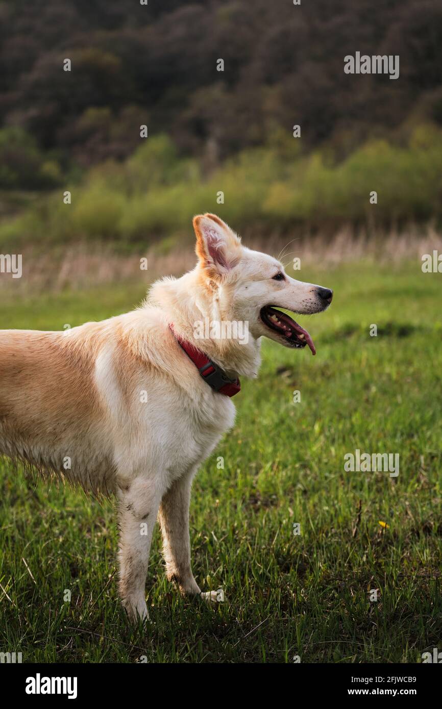 White mongrel dog walks in the park. Half breed white Swiss shepherd ...