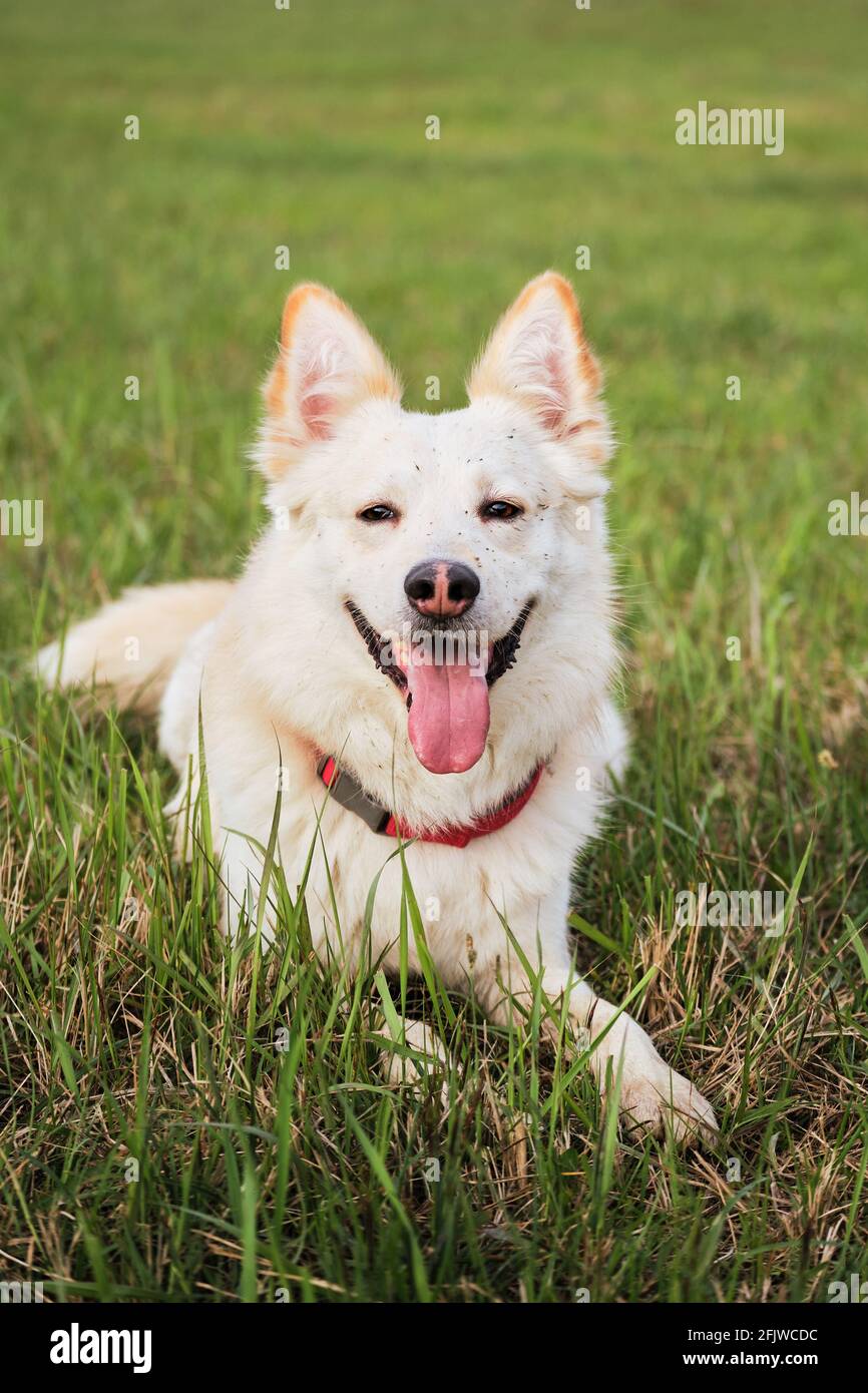 White mongrel dog walks in the park. A half breed white Swiss Shepherd ...