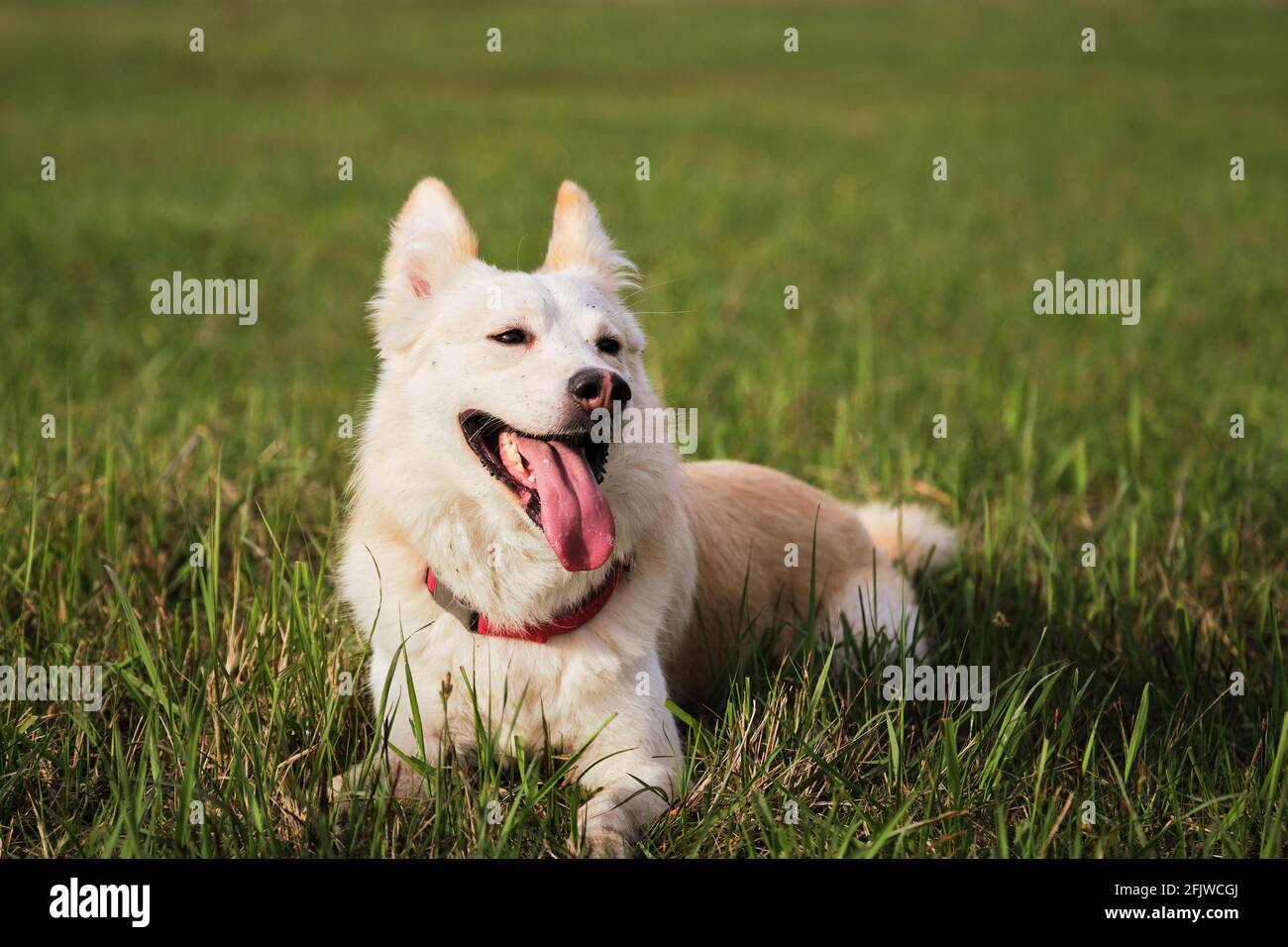 White mongrel dog walks in the park. A half breed white Swiss Shepherd ...