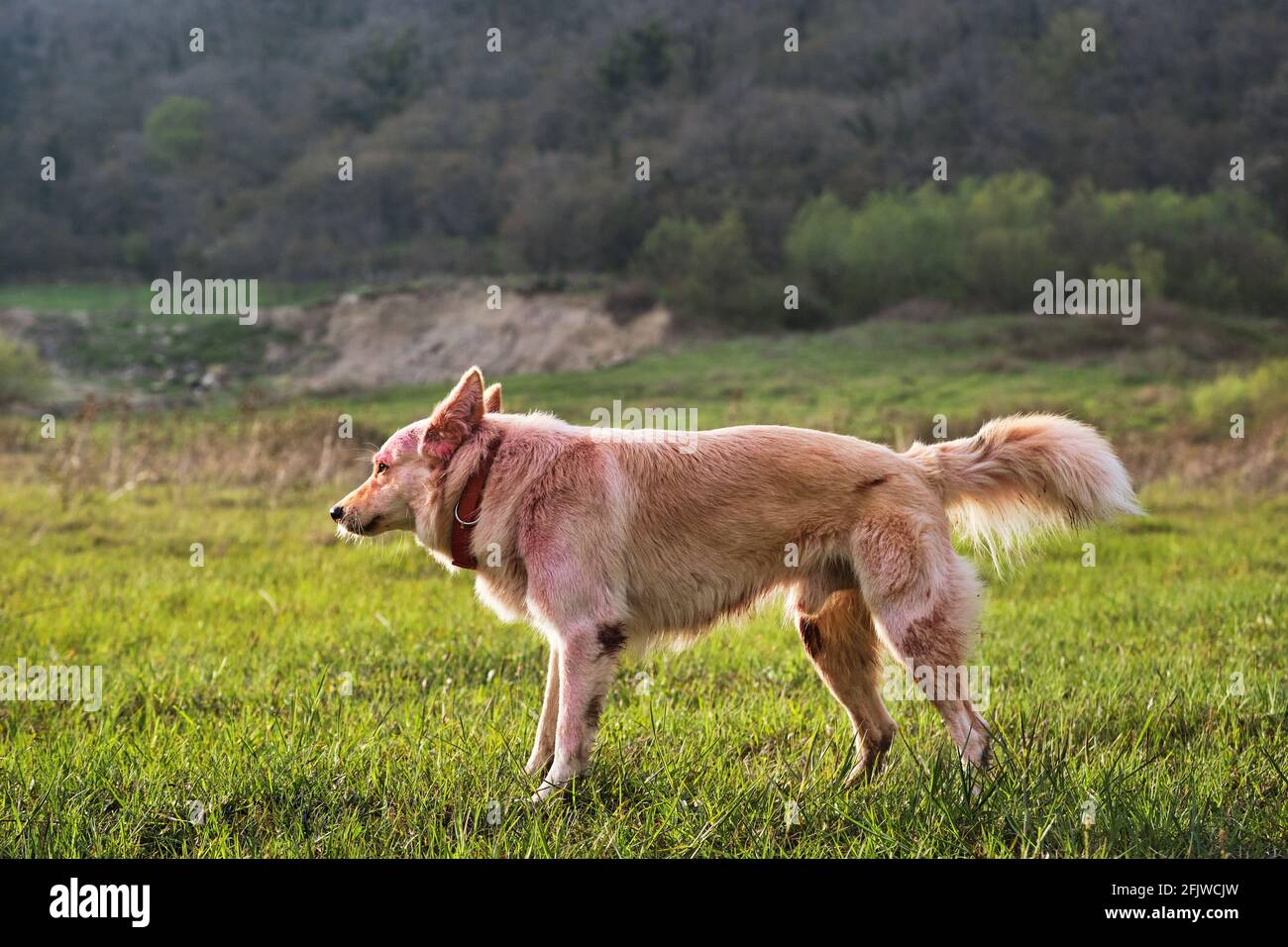 Half Dog Half Coyote