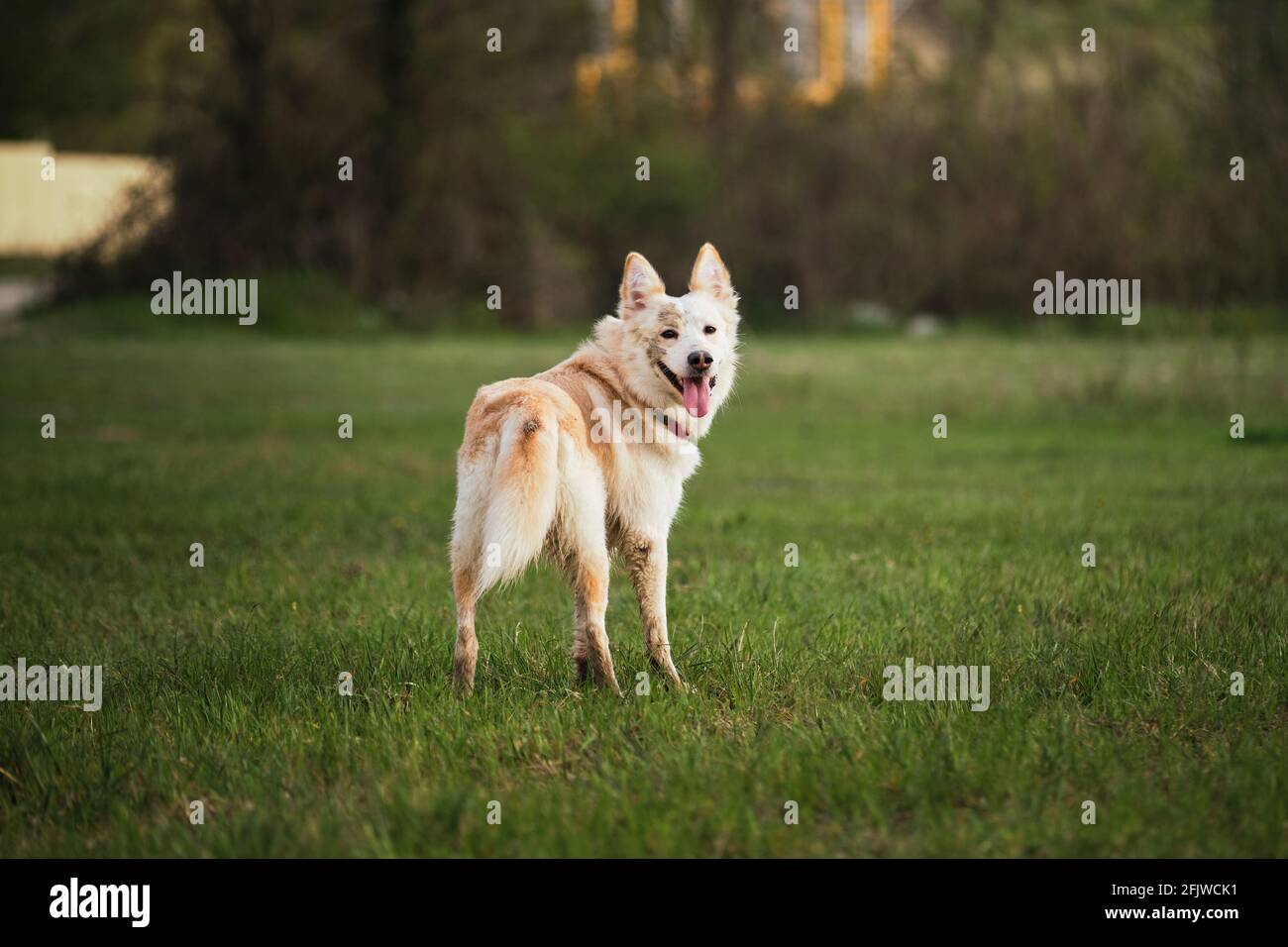 White mongrel dog walks in the park. Half breed white Swiss shepherd ...
