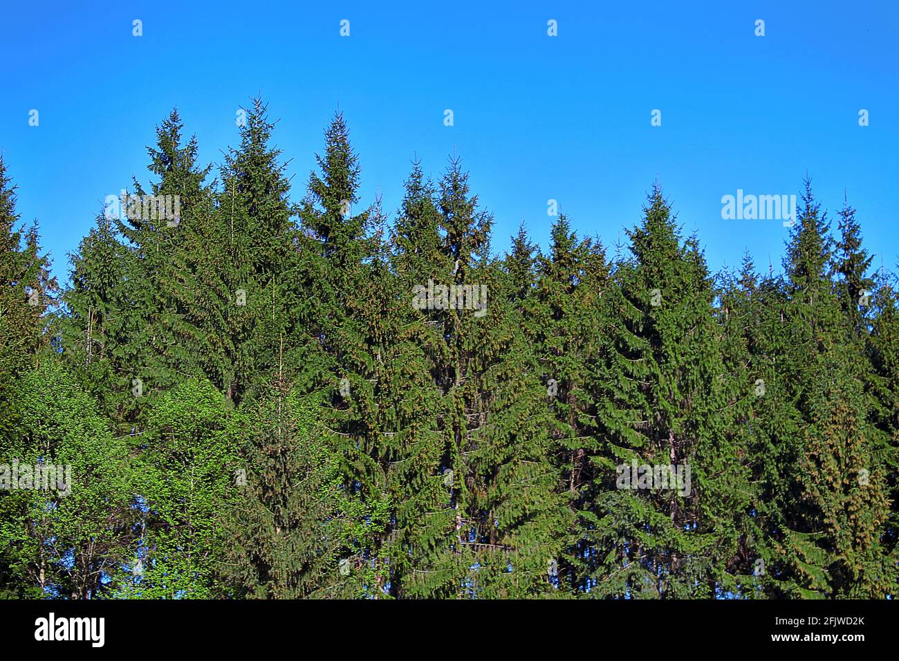 Fur trees in Carpathian mountains. Summer time Stock Photo - Alamy