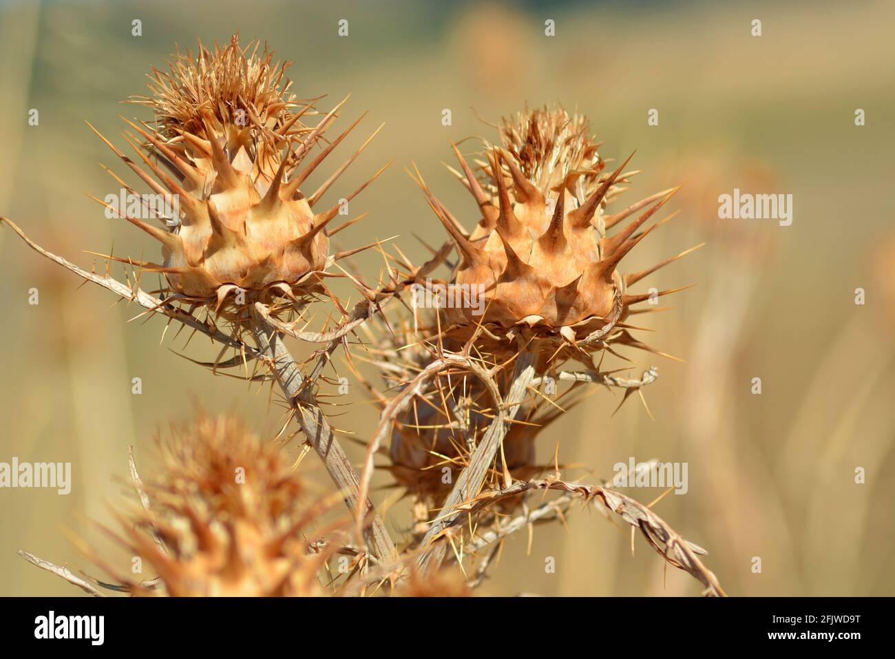Plants dried in the sun due to drought in Southern Italy Stock Photo ...