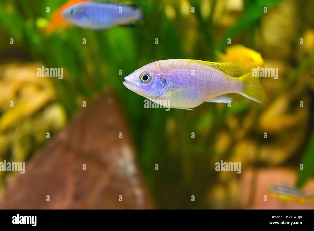 Blue fish in the aquarium. Close up view Stock Photo - Alamy