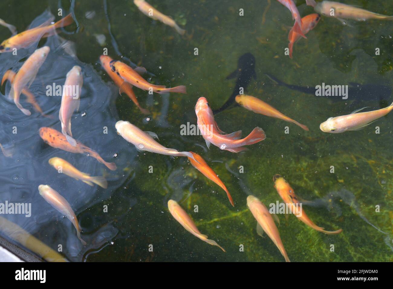 ponds of fish Stock Photo - Alamy
