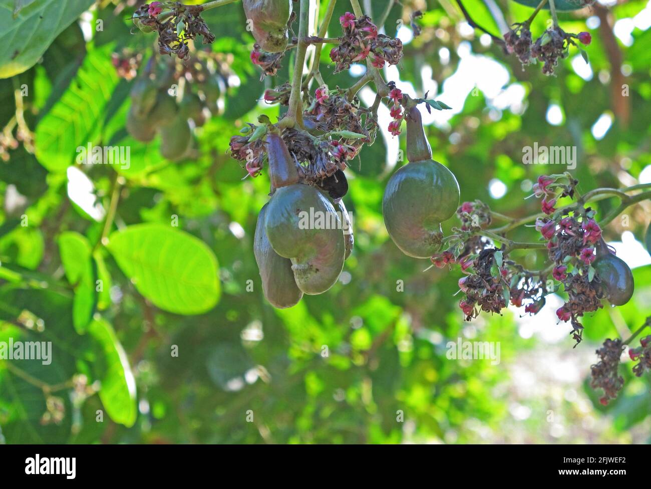 Agriculture cashew nut cashew nuts hi-res stock photography and images ...
