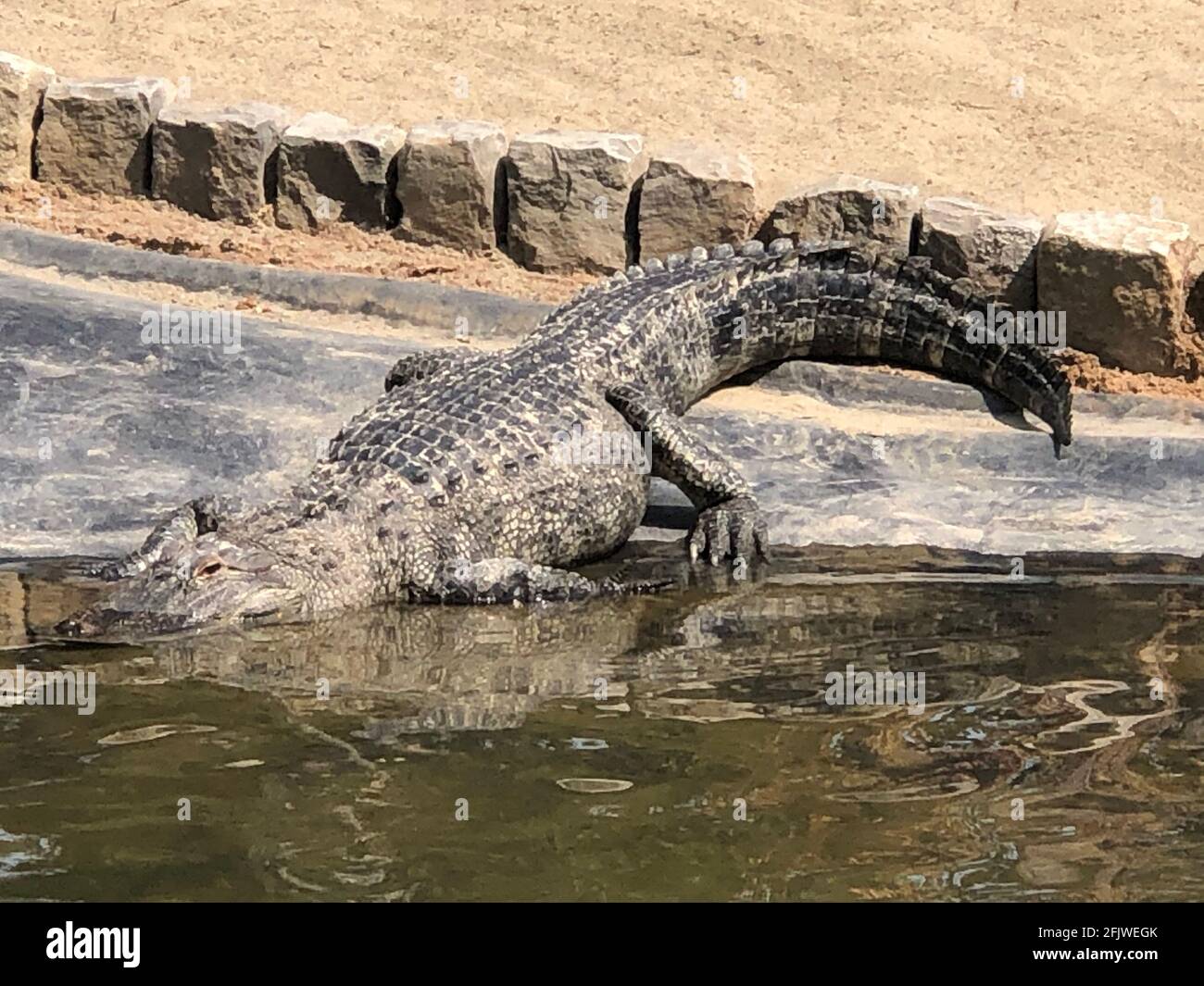 Crocodile crawling into the water Stock Photo - Alamy