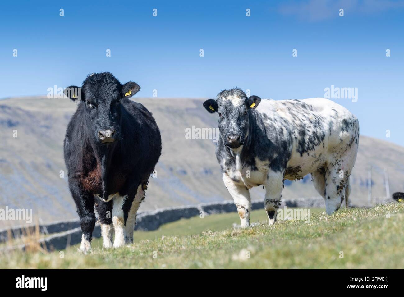 British Blue cattle grazing in a limestone pasture in early spring near ...