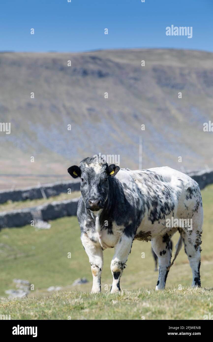 British Blue cattle grazing in a limestone pasture in early spring near ...