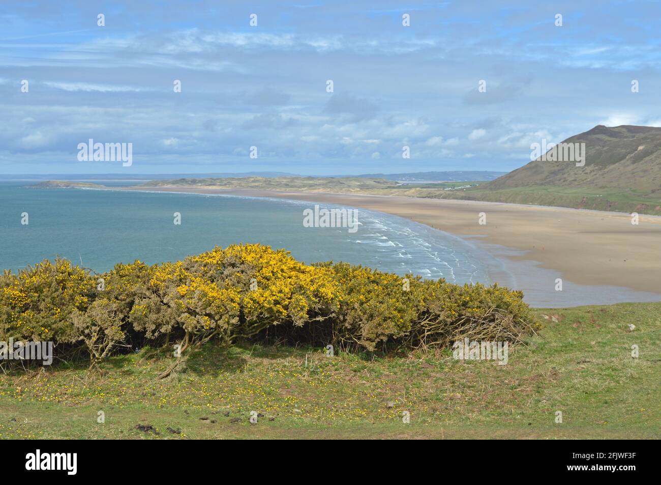 Yellow gorse on clifftop, Rhossili Bay, Gower Peninsula, Wales Stock ...