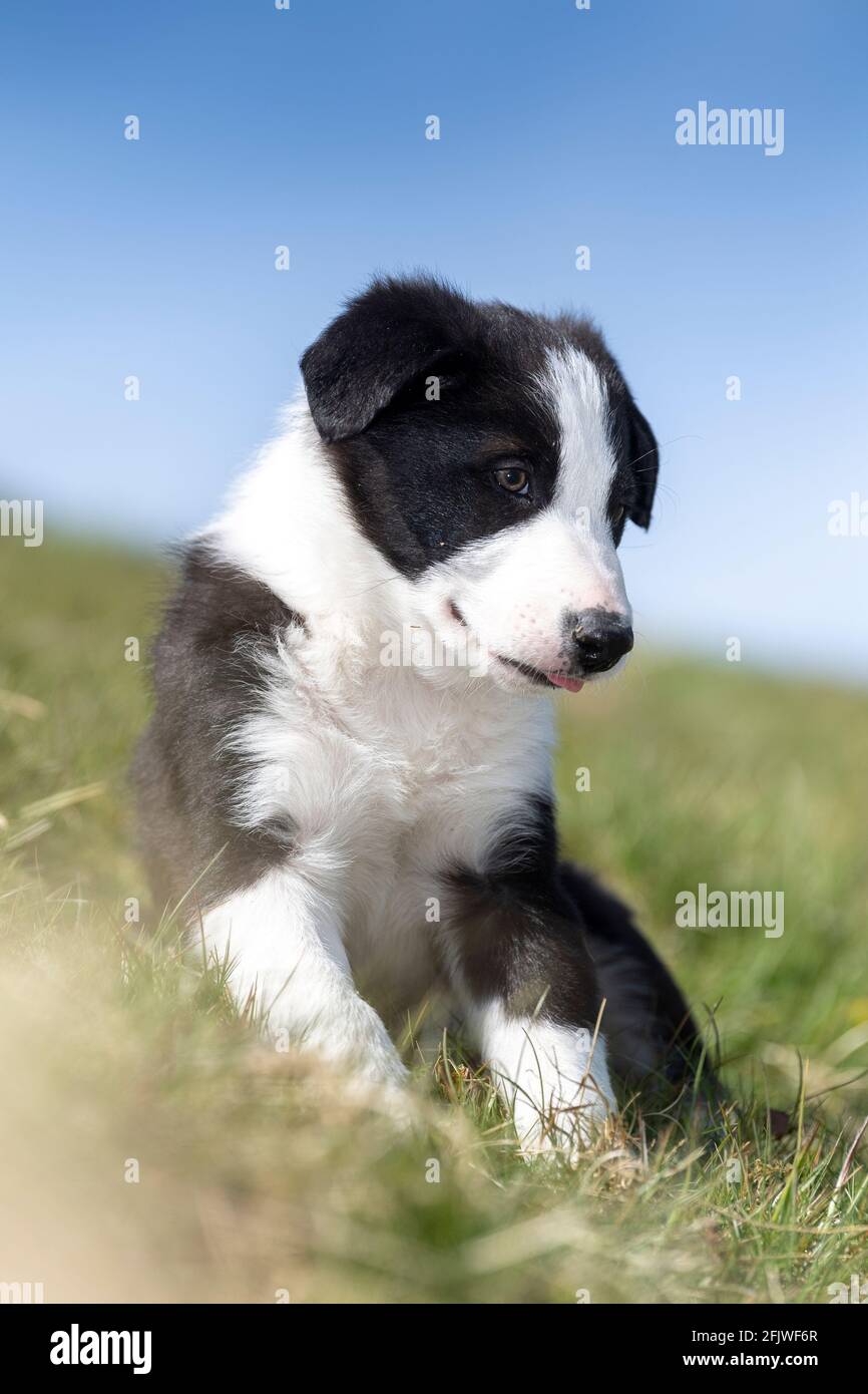 Border Collie sheep dog pup sat in grass in a field, North Yorkshire ...