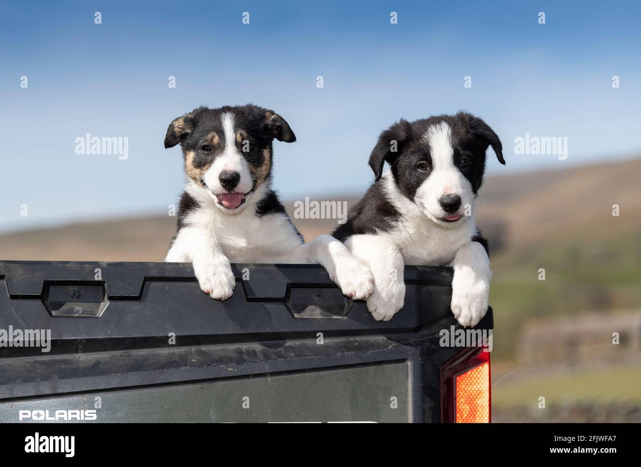 Border Collie Back High Resolution Stock Photography and Images - Alamy