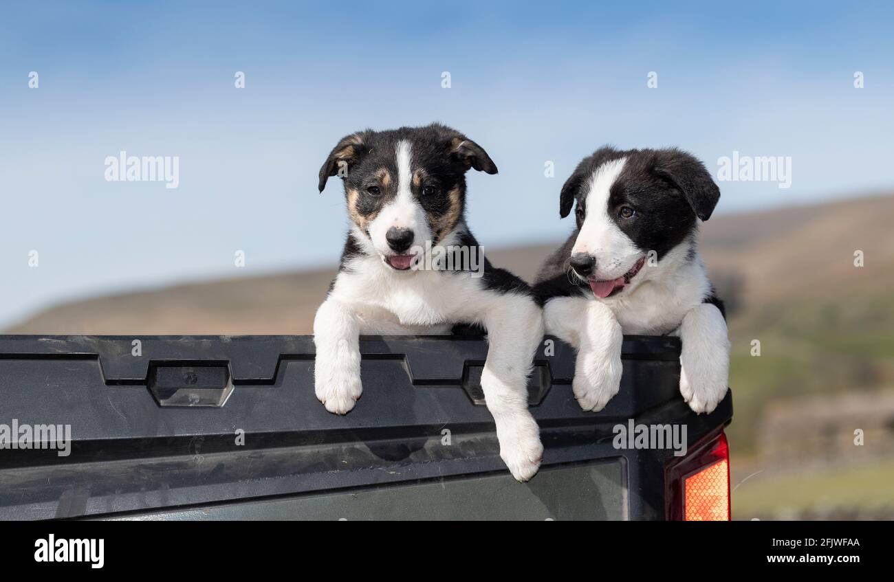 Border Collie Back High Resolution Stock Photography and Images - Alamy