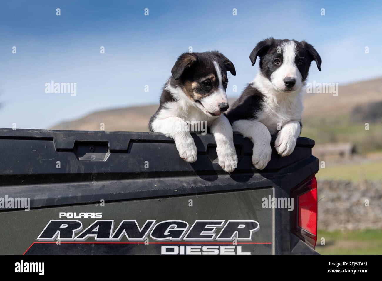 Border collie back hi-res stock photography and images - Alamy