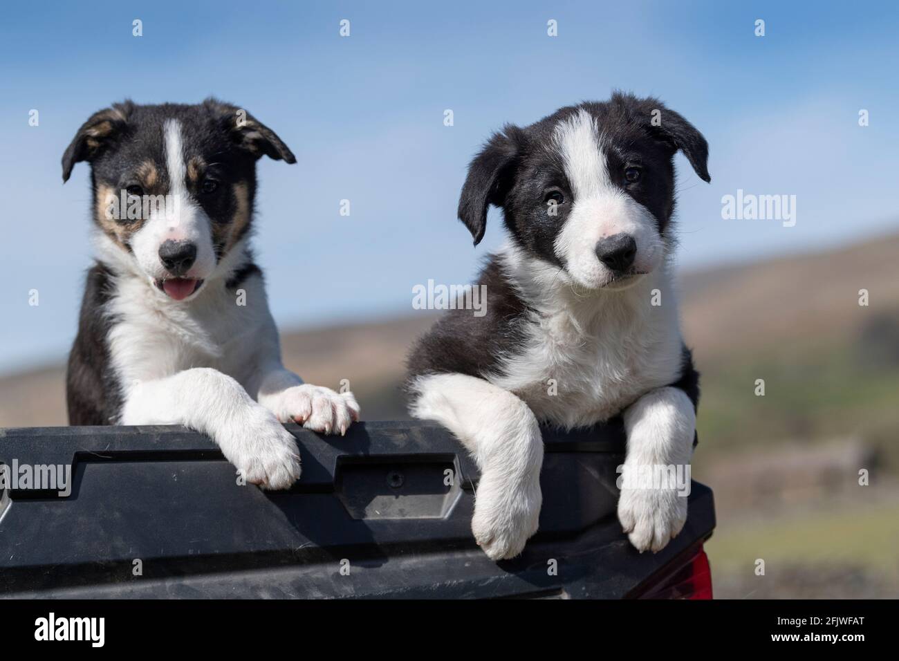 Border collie back hi-res stock photography and images - Alamy