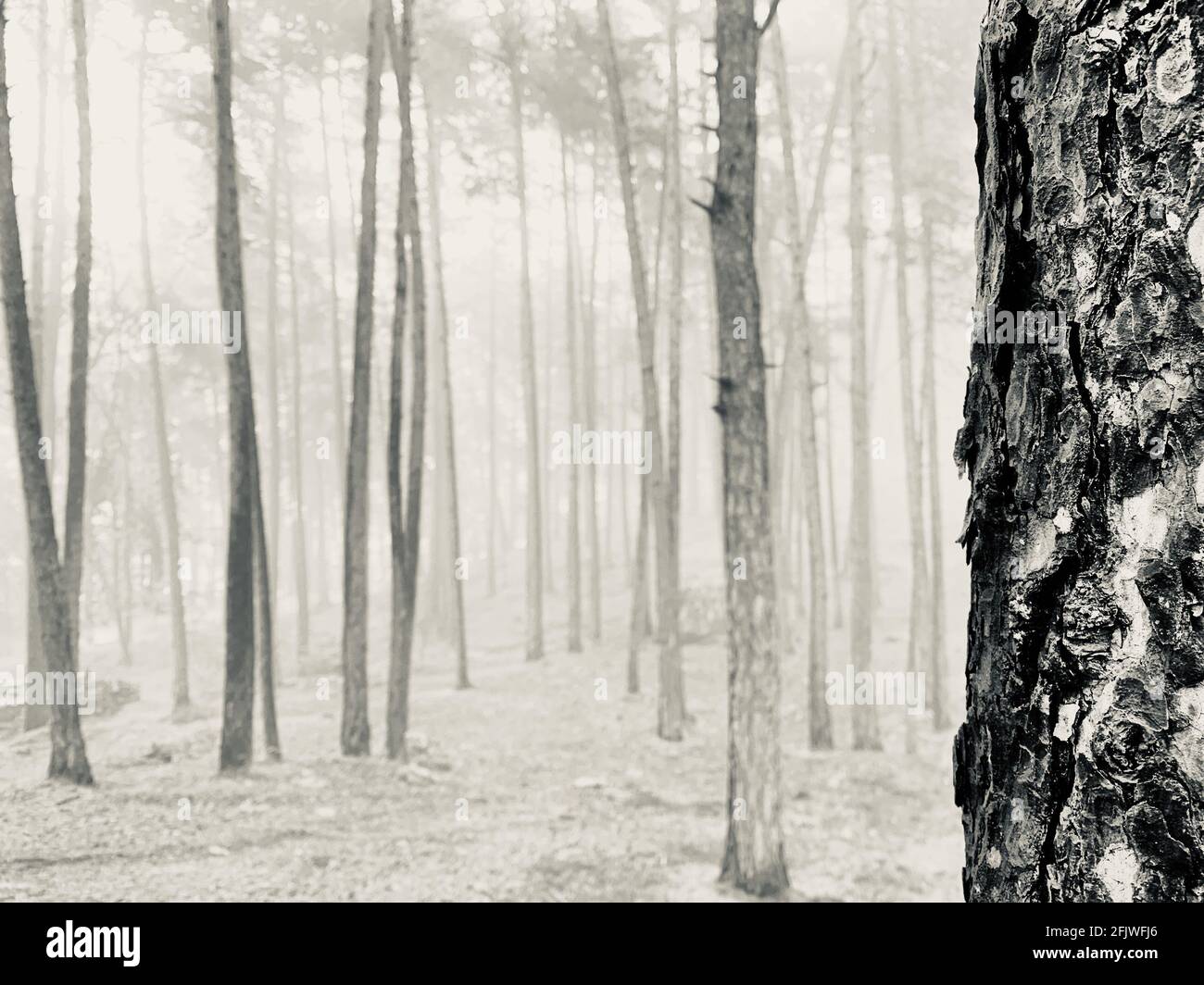 Mesmerizing view of the forest with tall trees on a foggy day - perfect ...
