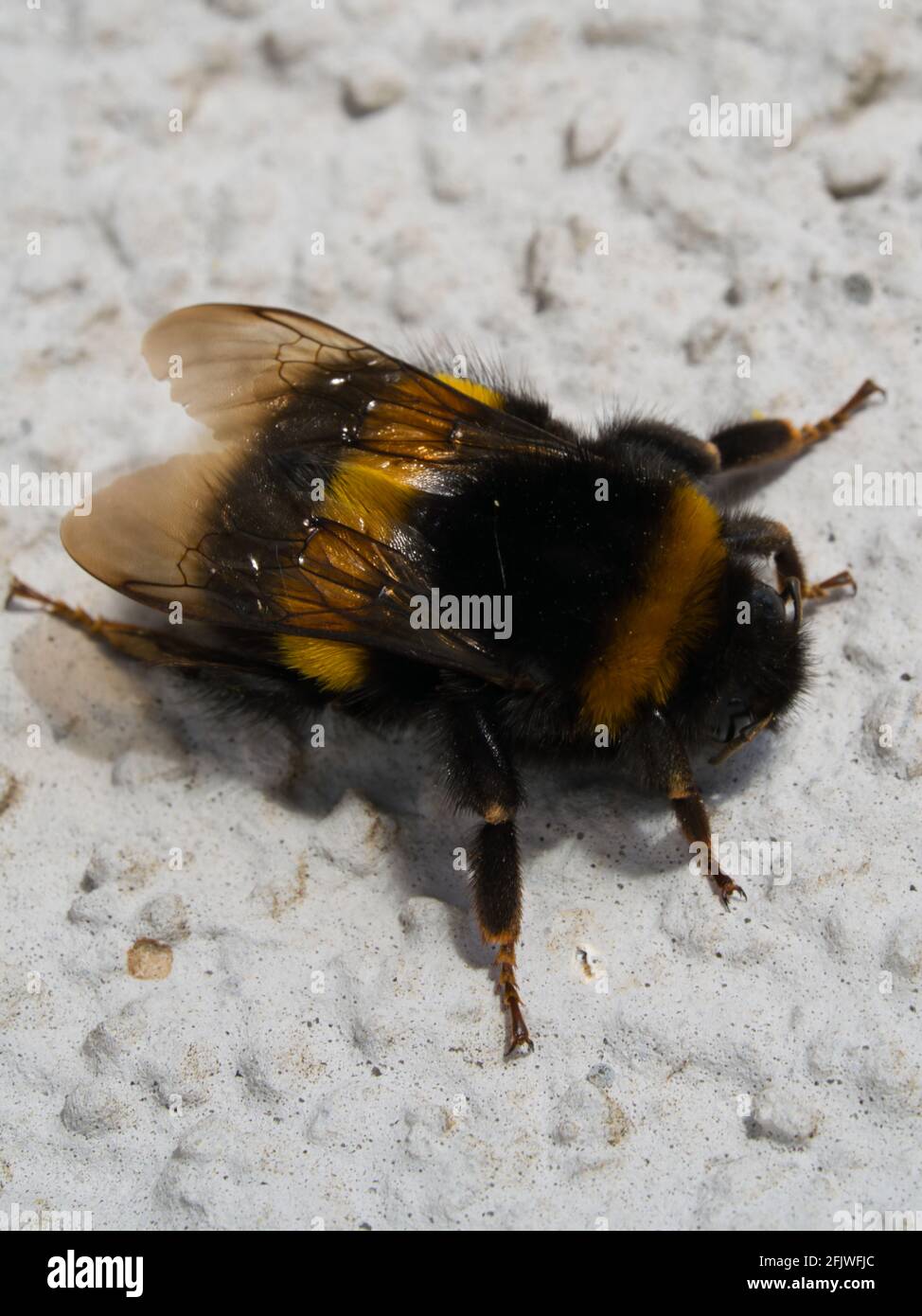 Young Bumble Bee