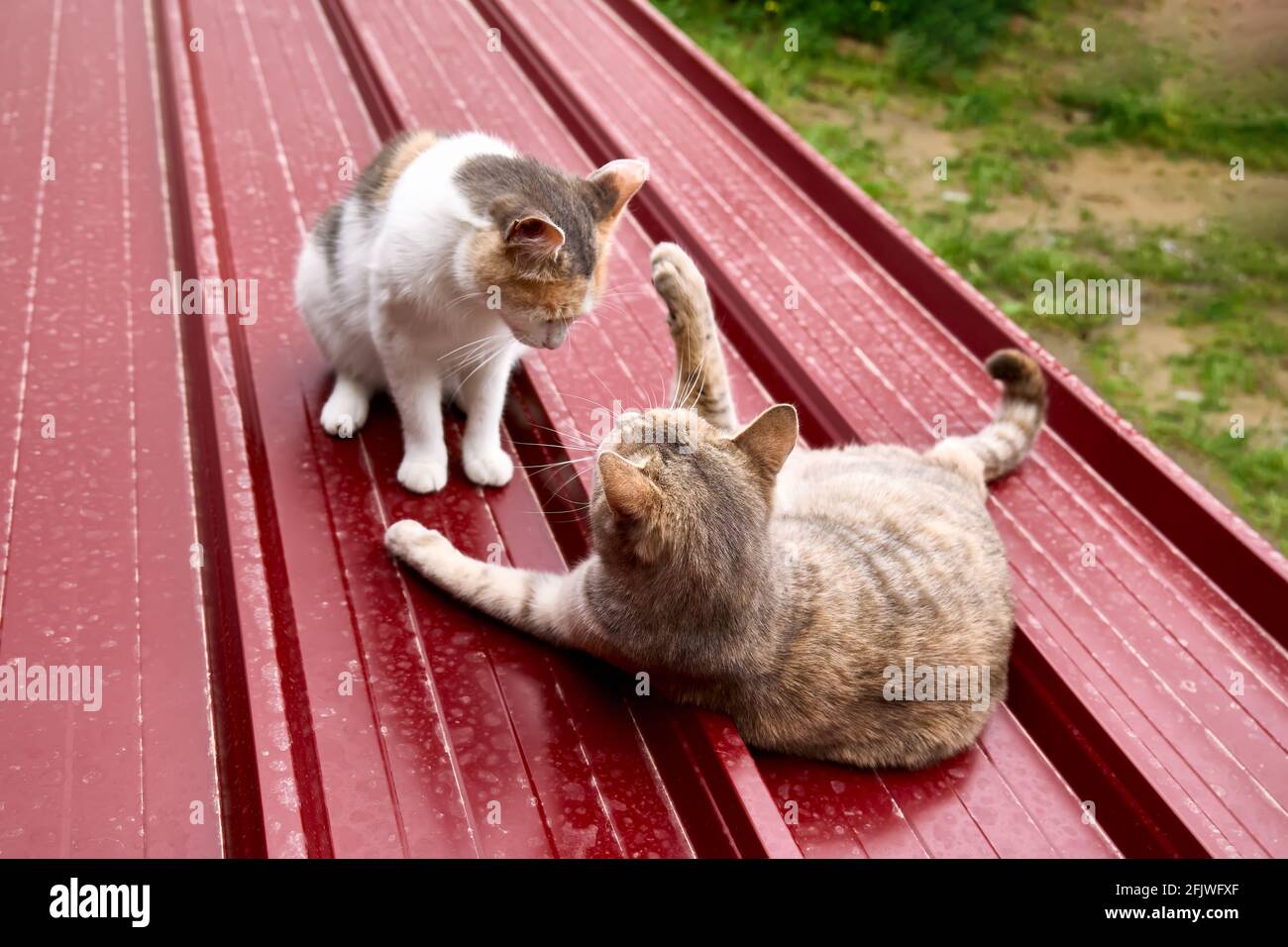 The aggressive cat attacks another in the fight for territory. two cats ...