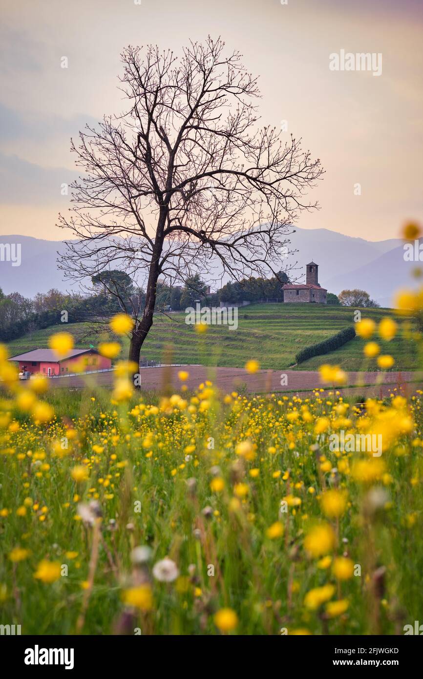 Landscape at spring with yellow flowers and a little old church ...