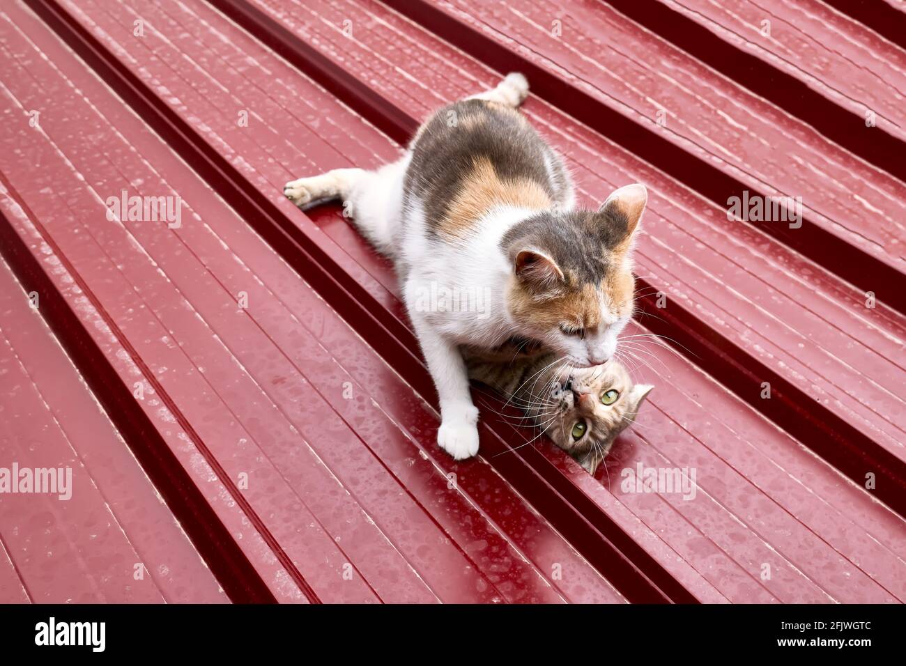 The aggressive cat attacks another in the fight for territory. two cats ...