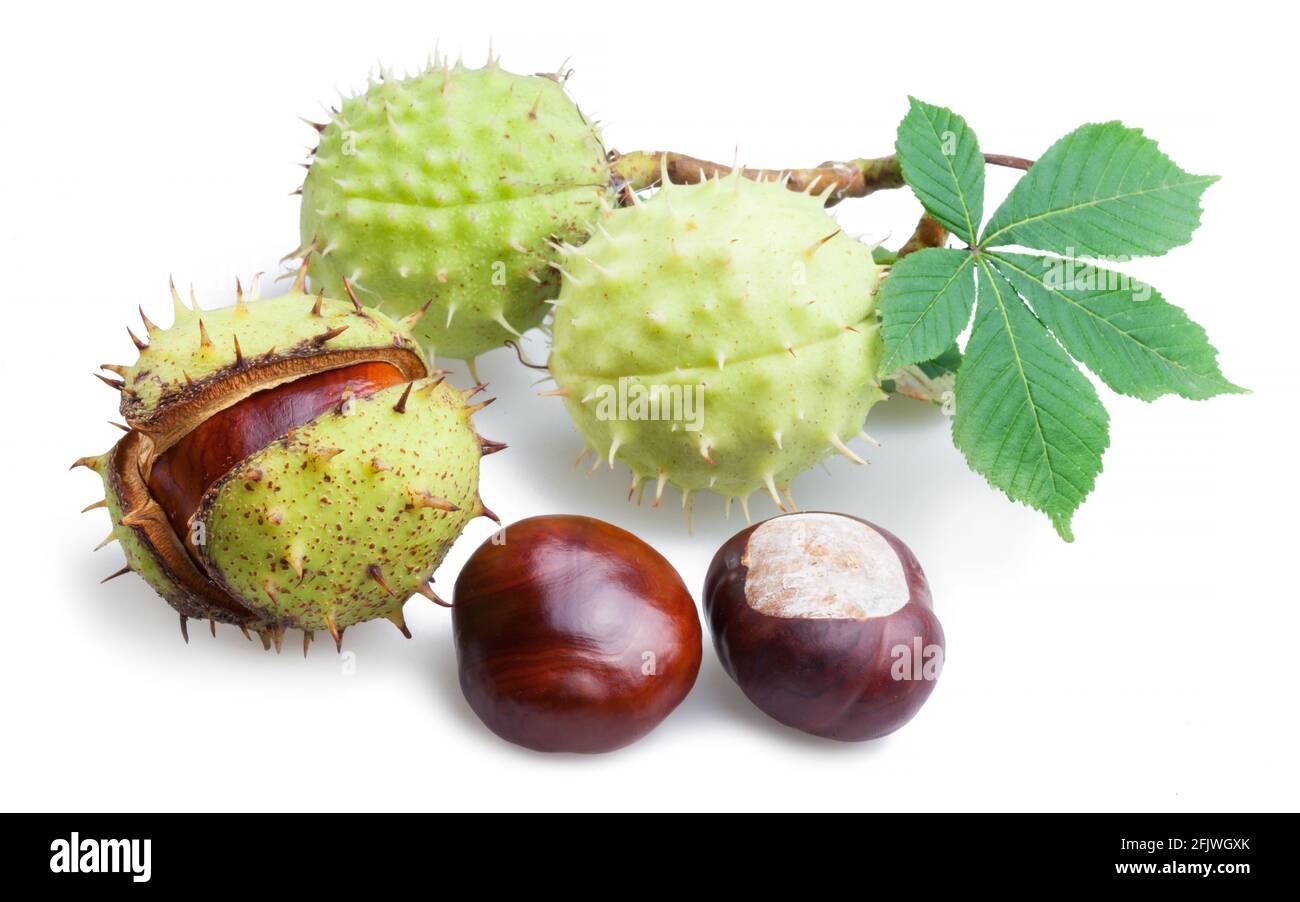 Group of horse chestnut fruits and chestnut spiky capsules isolated on ...