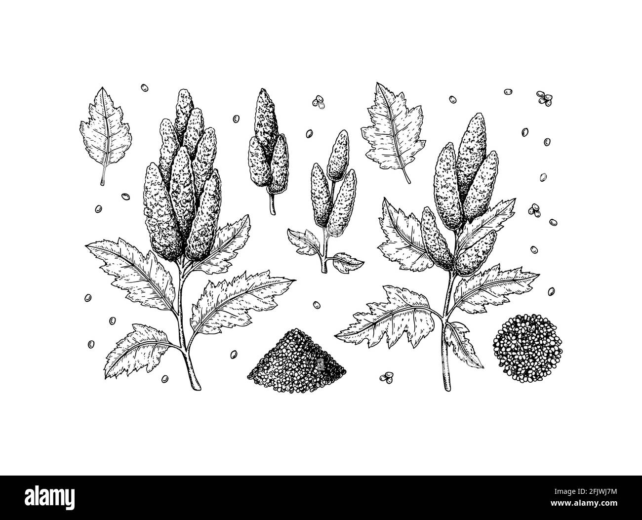 Set of hand drawn quinoa design elements isolated on white background ...