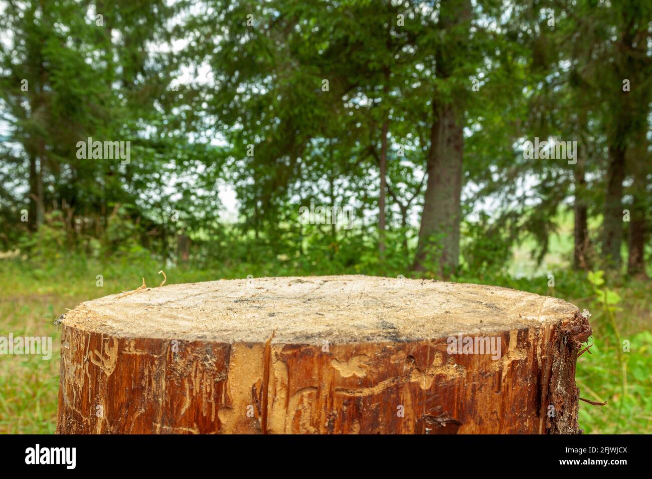 Template. Natural wood stump on a green forest background Stock Photo ...