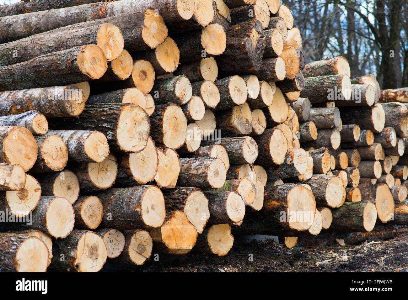 Stacked wood pine timber for construction buildings, Backgrounds Stock ...