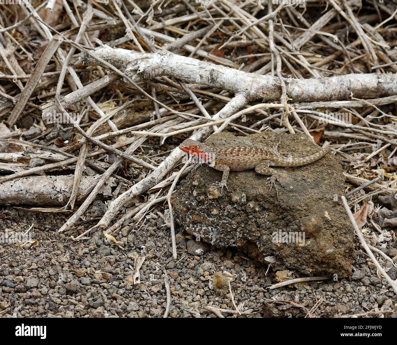 Floreana Lava-lizard, female, bright orange face, Microlophus grayii ...