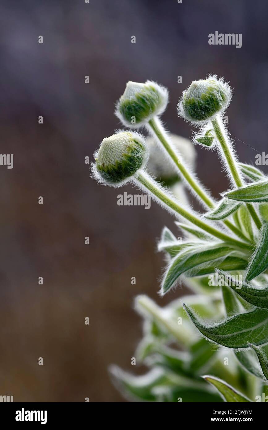 3 backlit furry buds, green, white hair, stems, leaves, nature ...