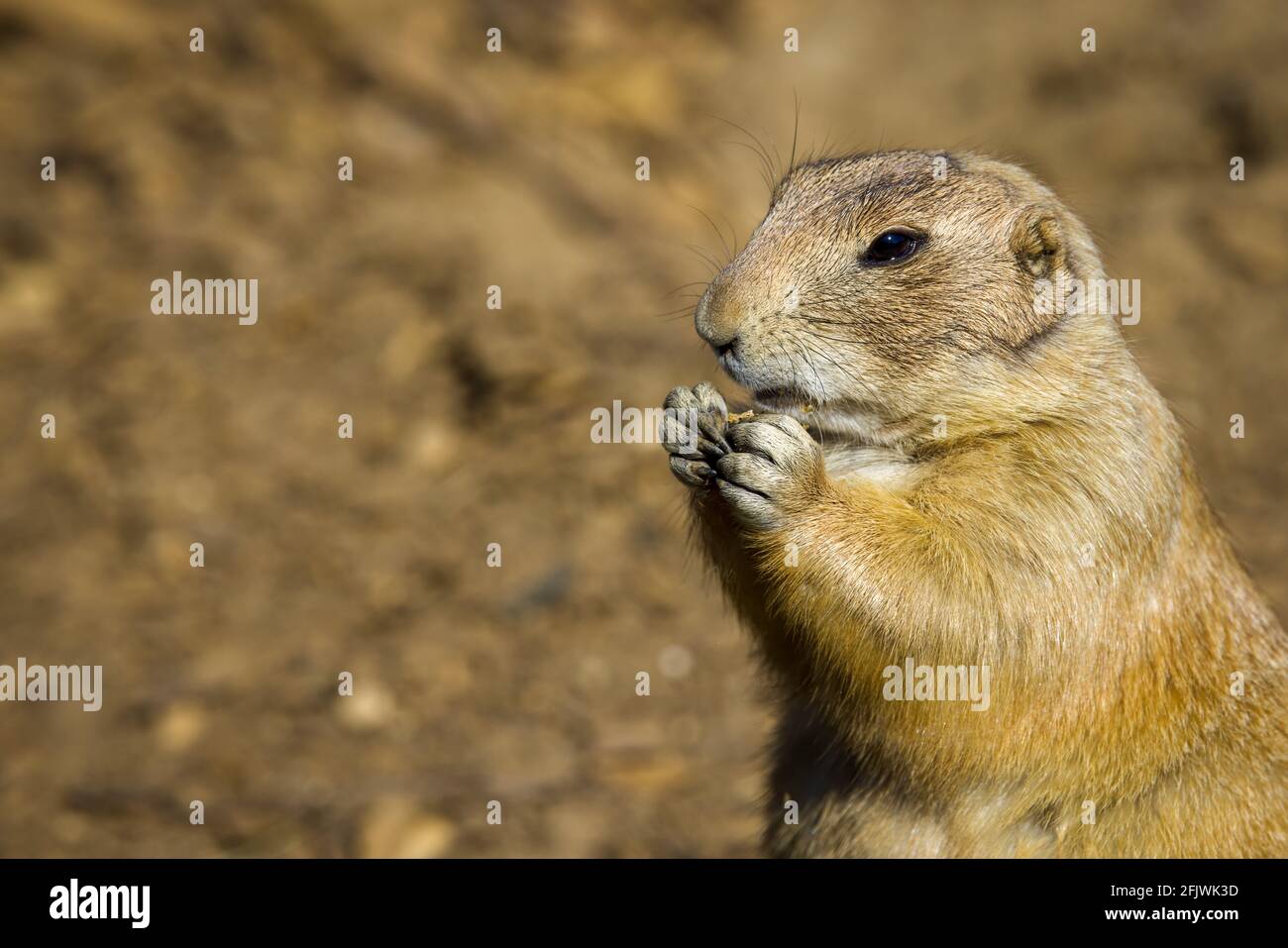 Cynomys mammals animals wildlife hi-res stock photography and images ...
