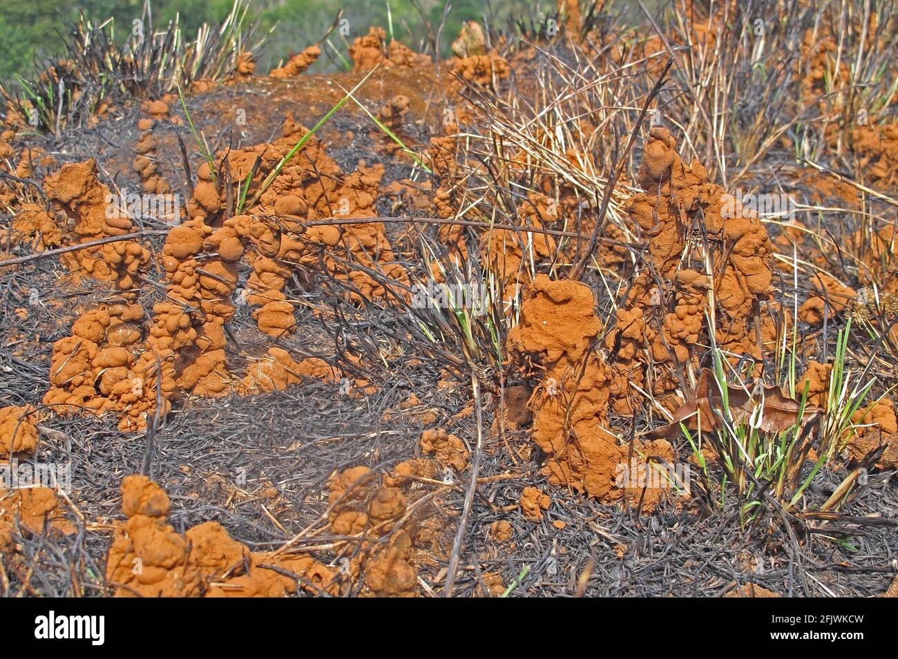 giant worm casts, exposed by grass burning Dakdam Highlands, Cambodia ...