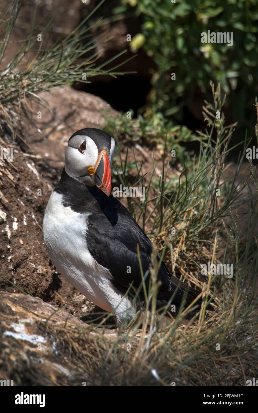 Puffin guarding nest of chicks from predators Stock Photo - Alamy