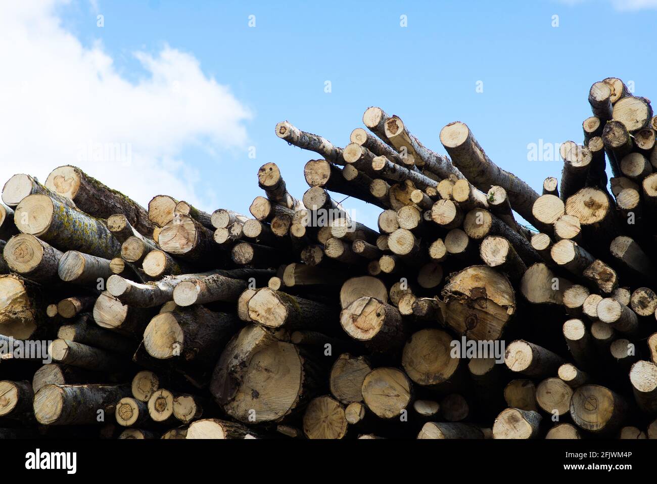 Stacked wood pine timber for construction buildings, Backgrounds Stock ...