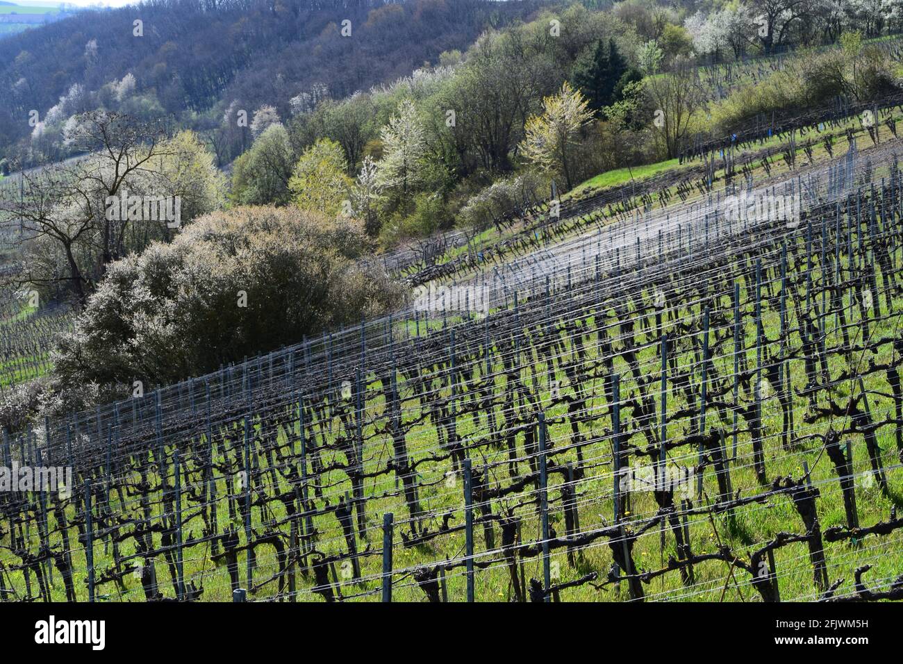 Vineyard and flowering trees hi-res stock photography and images - Alamy