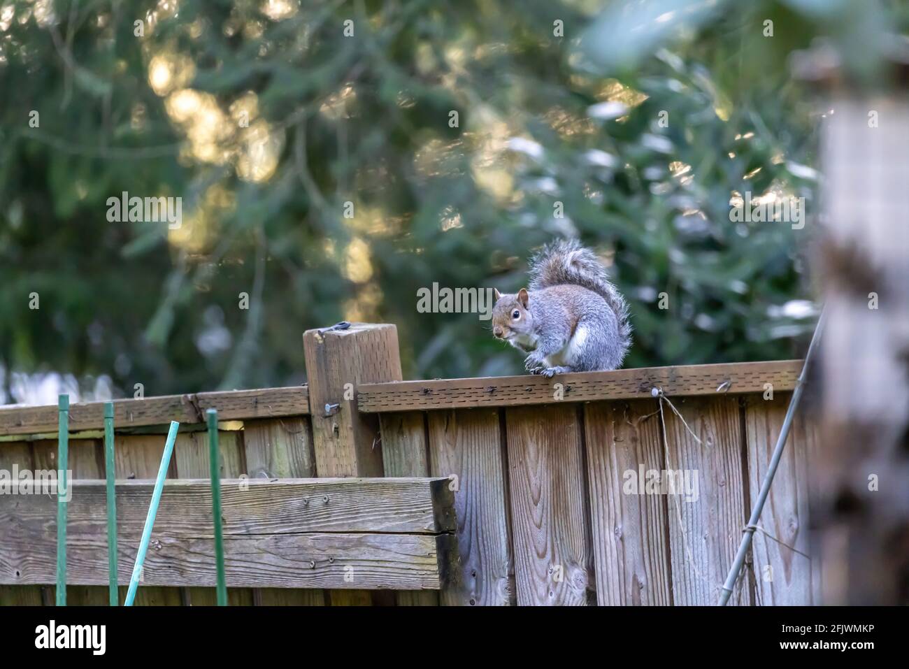 Squirrel perching on tree hi-res stock photography and images - Alamy