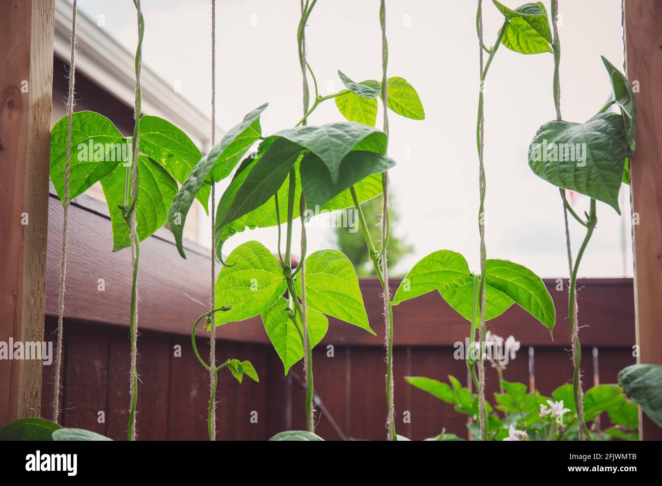 Bean plant garden hi-res stock photography and images - Alamy
