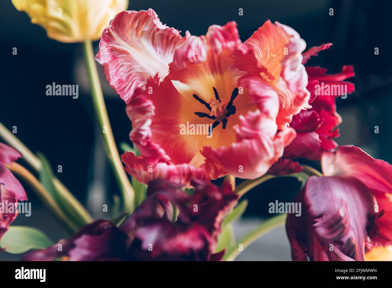 Bunch of Parrot Style Tulips Stock Photo - Alamy
