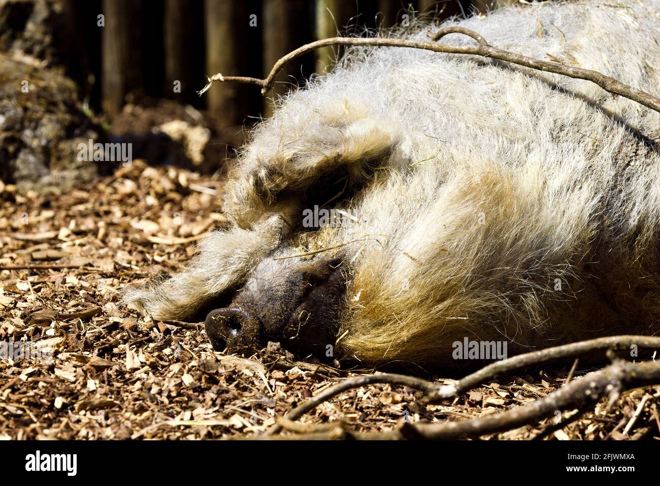 Oxford Sandy and Black Pig at Cotswold Wildlife Park, Burford ...