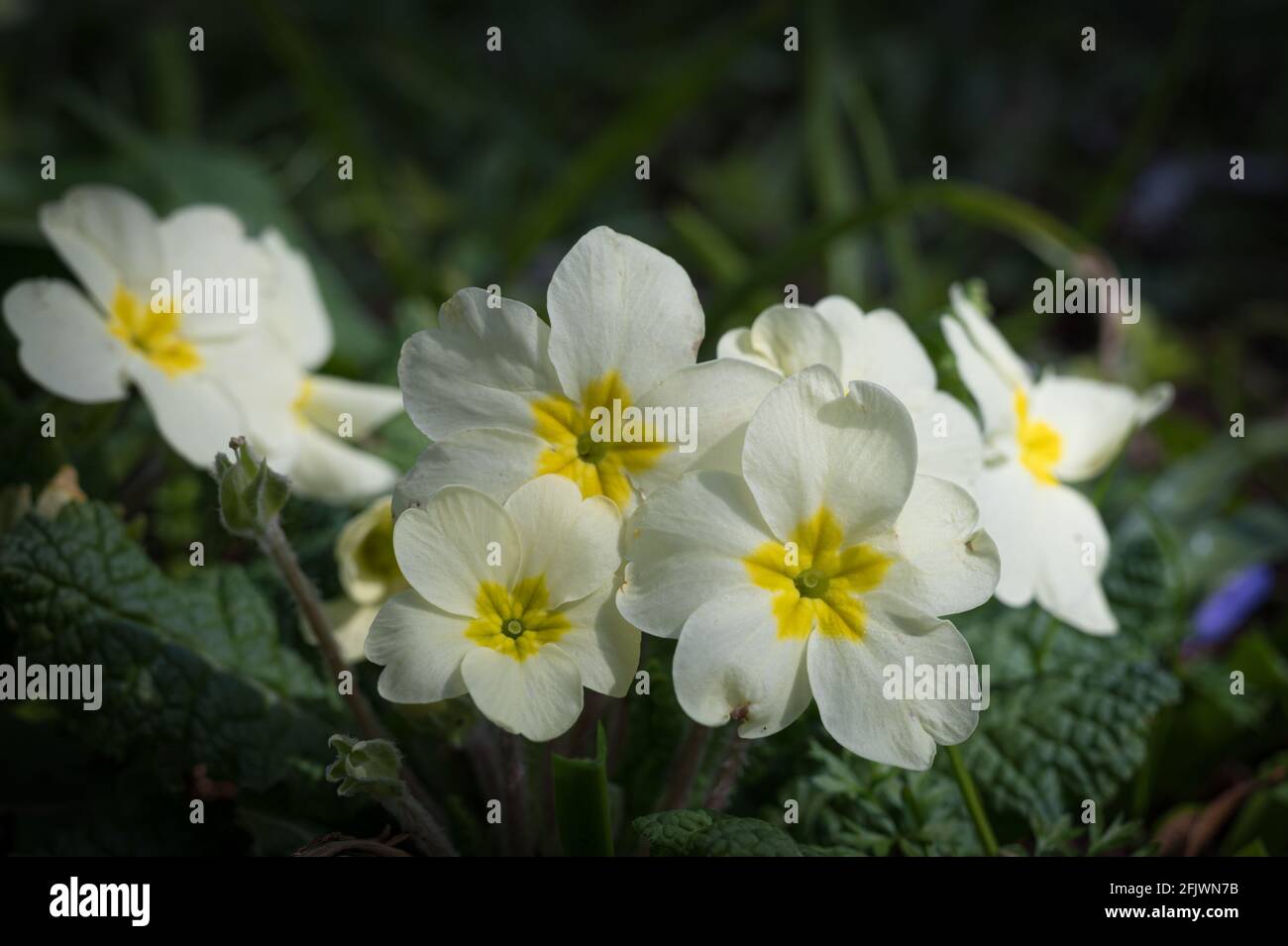 Primrose wildflowers growing on a forest floor in Ireland Stock Photo ...