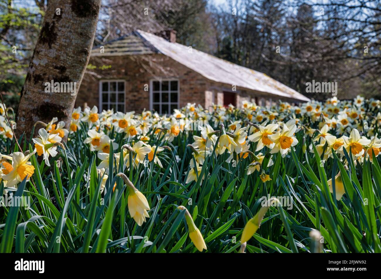 Daffodil daffodils spring springtime hi-res stock photography and ...