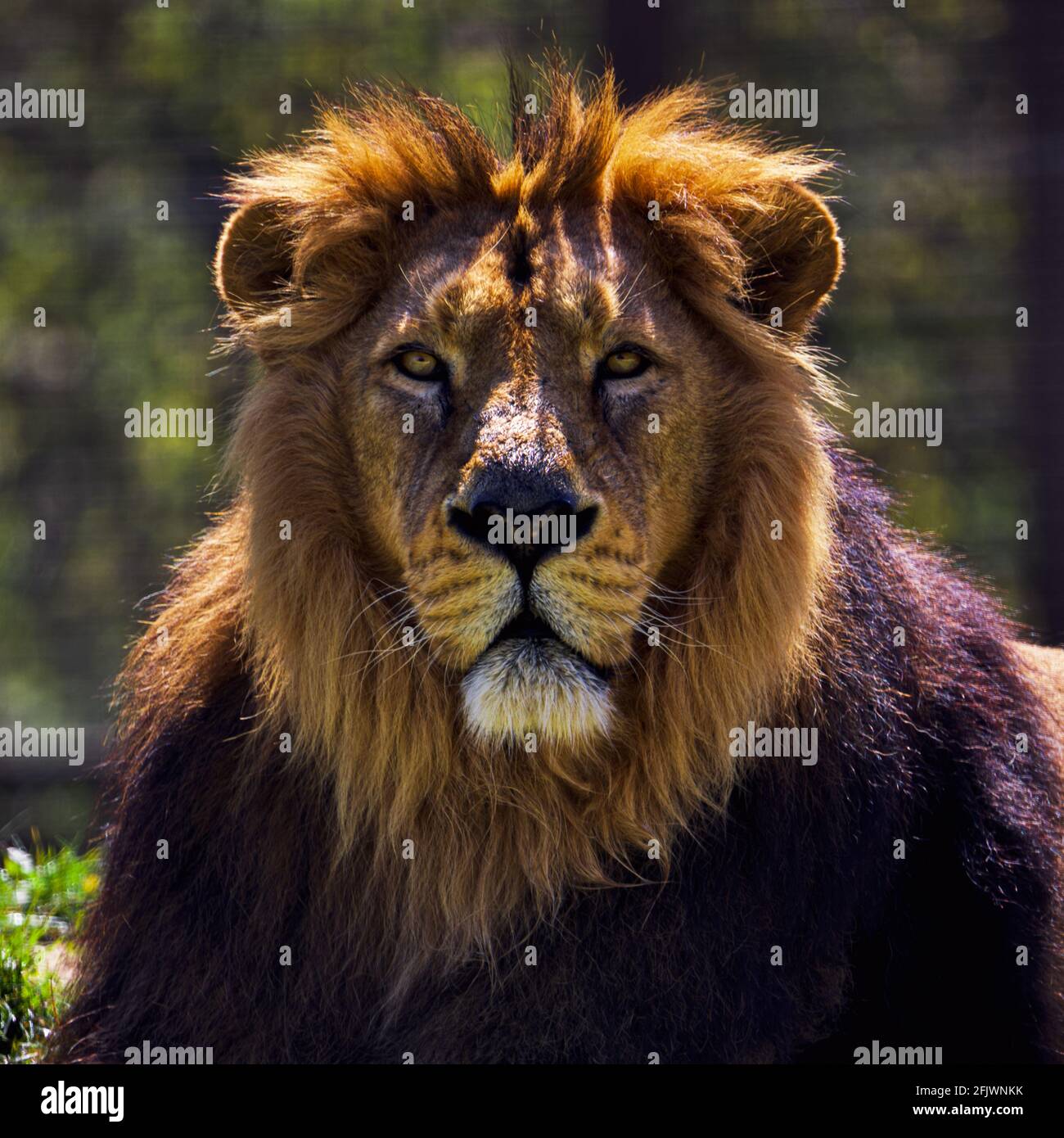 Cotswold lions hi-res stock photography and images - Alamy