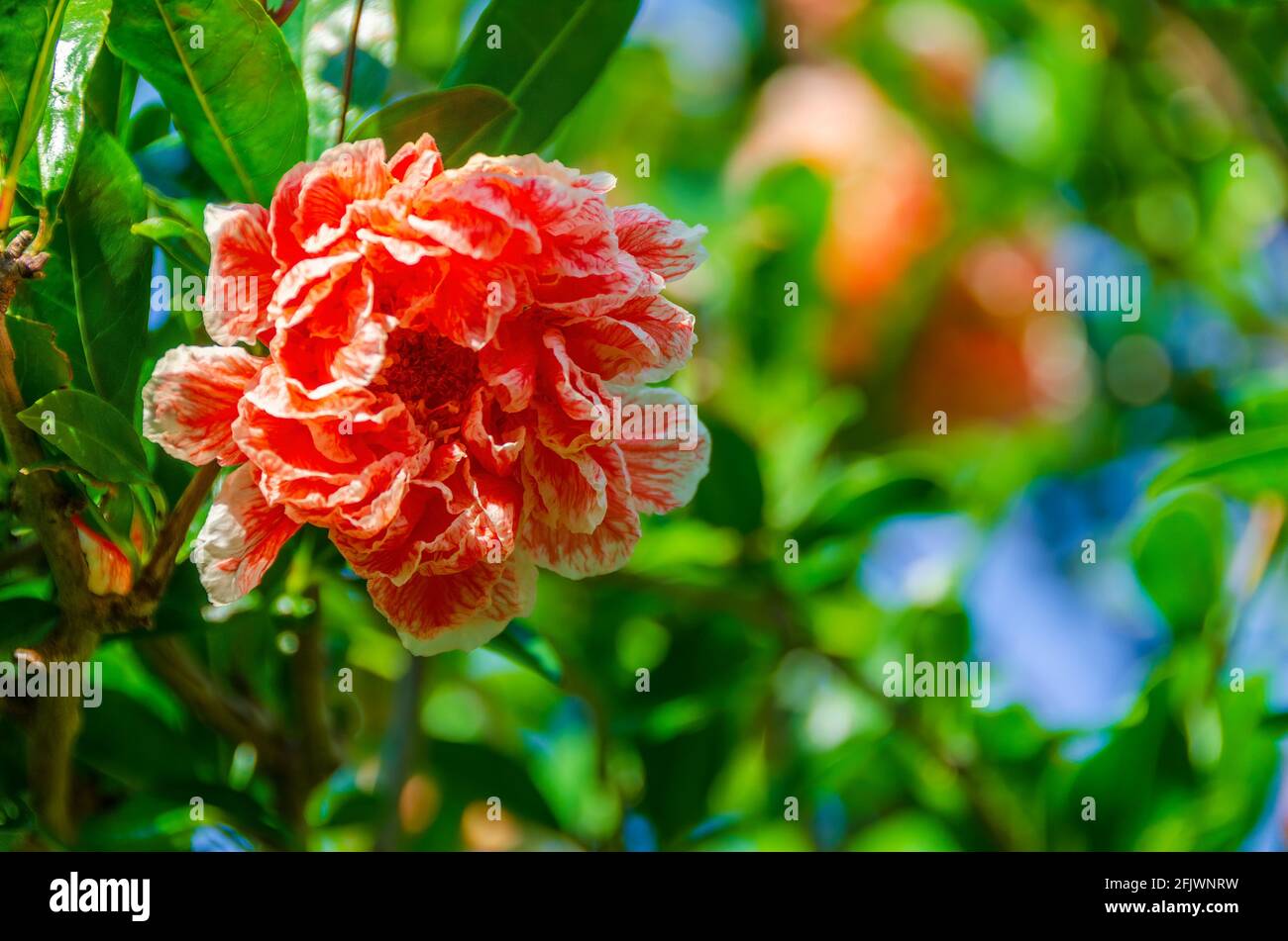 Pomegranate tree ornamental hi-res stock photography and images - Alamy