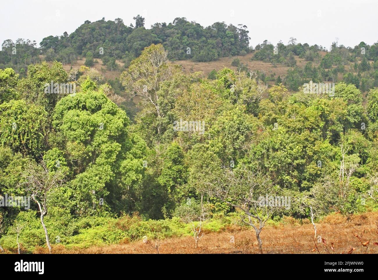 forest kept open by periodic burning Dakdam Highlands, Cambodia January ...