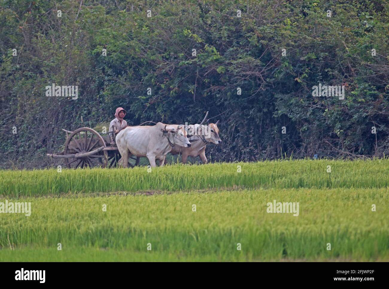 Paddy field cambodia hi-res stock photography and images - Alamy