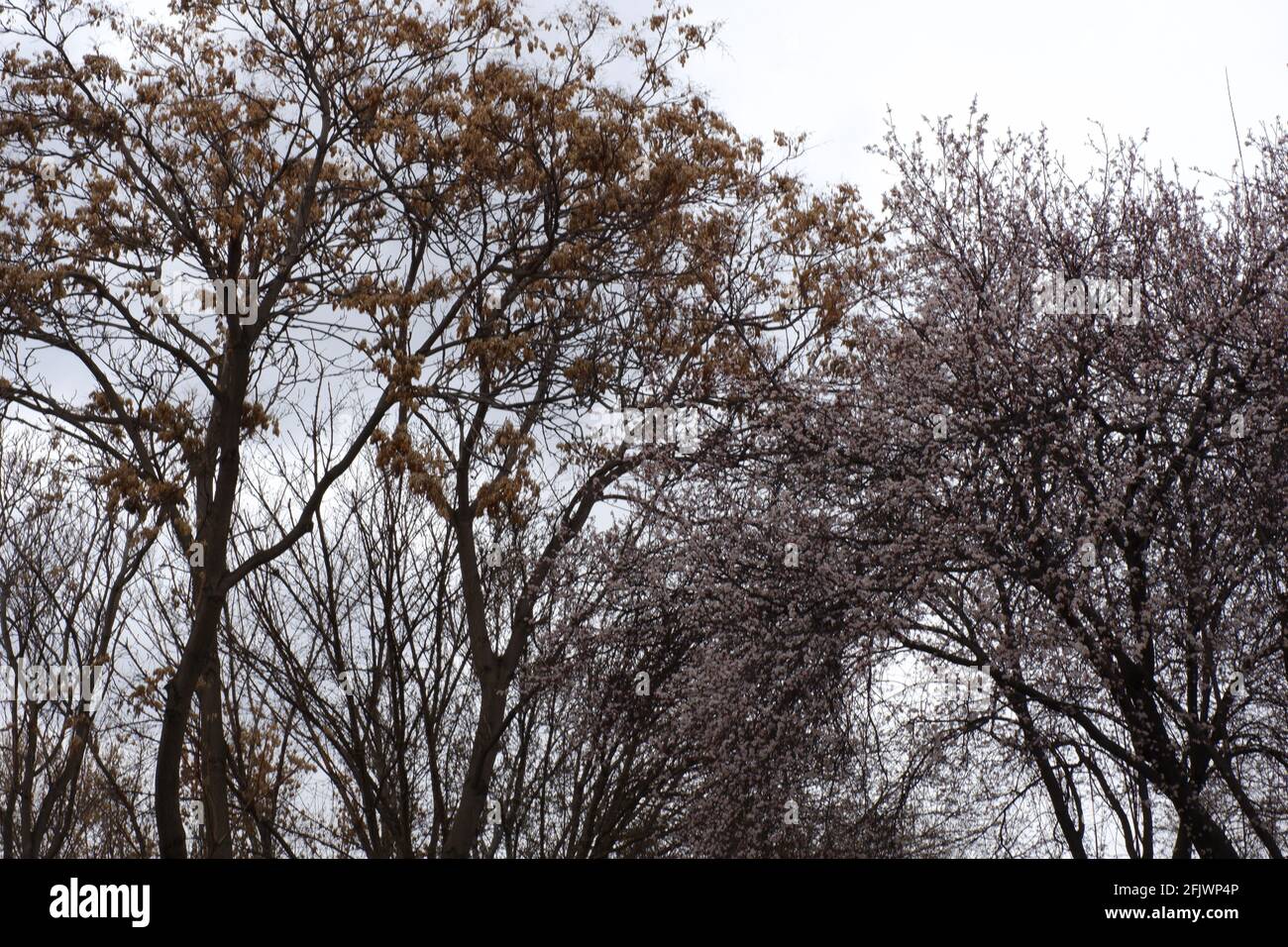 Dry trees tree branches hi-res stock photography and images - Alamy