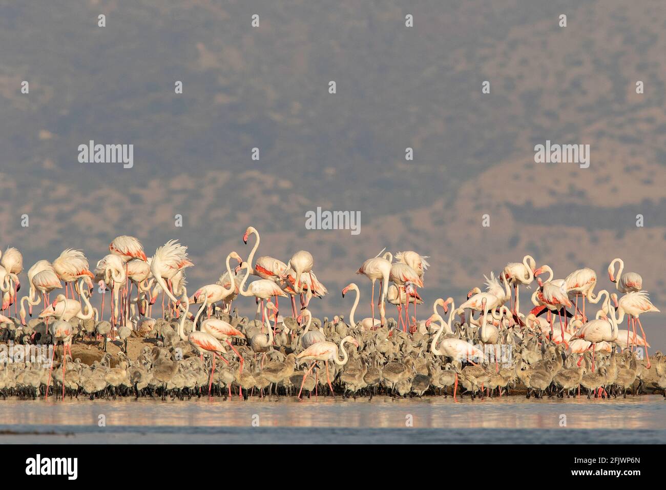 Nesting Greater Flamingos and chicks and Great White Pelicans on Lake ...