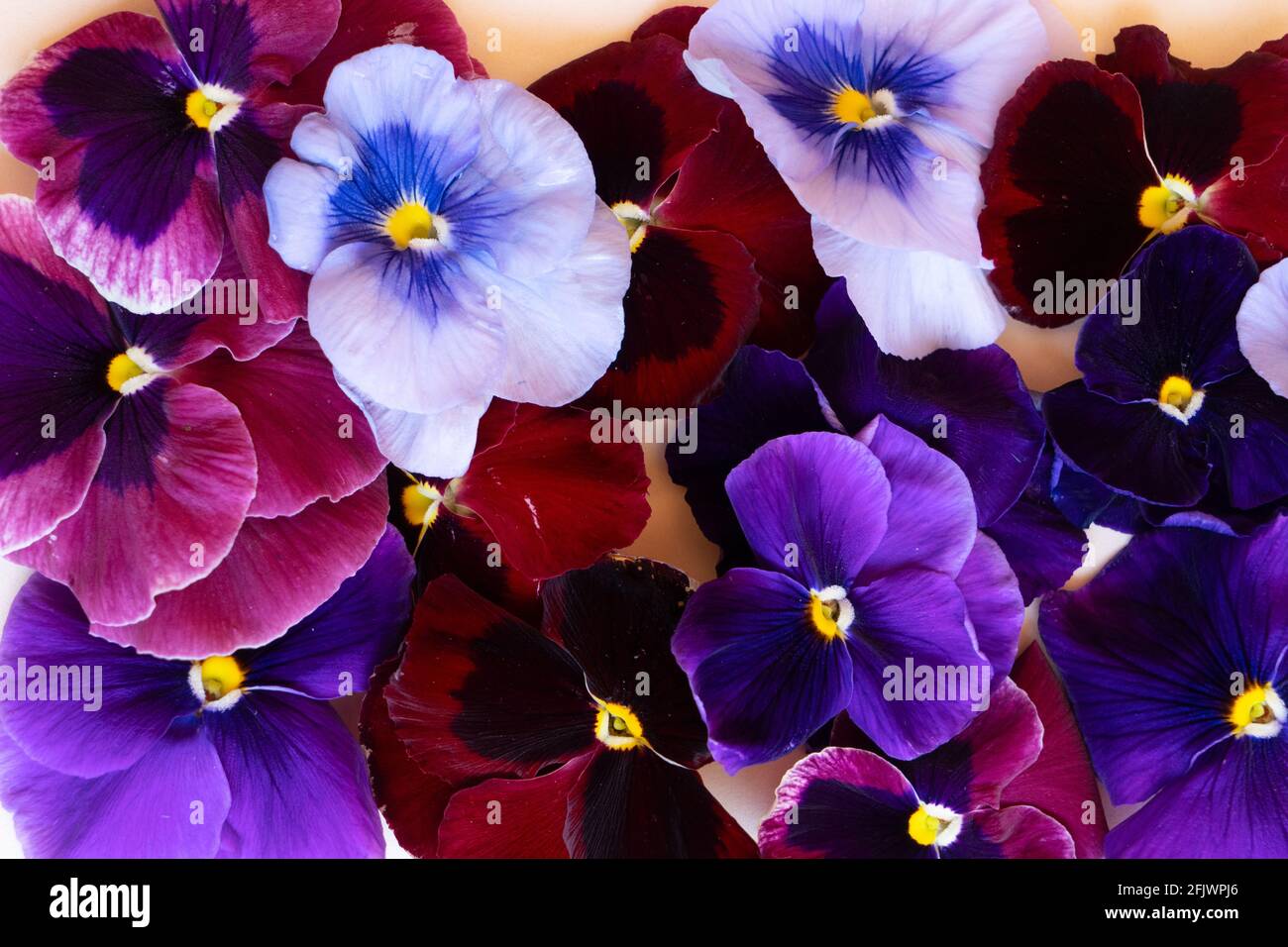 pansies styled stock scene Stock Photo - Alamy